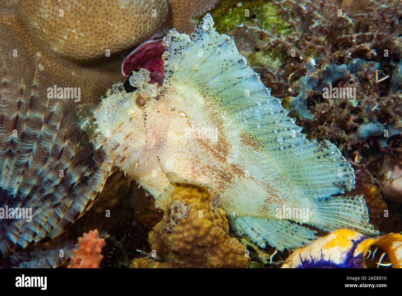 Leaf Scorpionfish Taenianotus triacanthus Stock Photo - Alamy