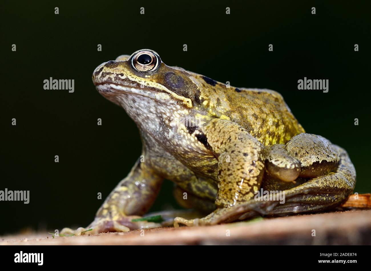 Common frog (Rana temporaria) at rest sitting on log. Photographed in ...