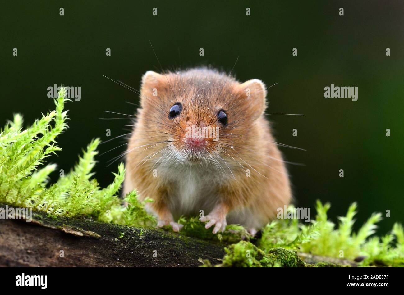 Harvest mice (Micromys minutes soricinus, captive). Photographed in ...