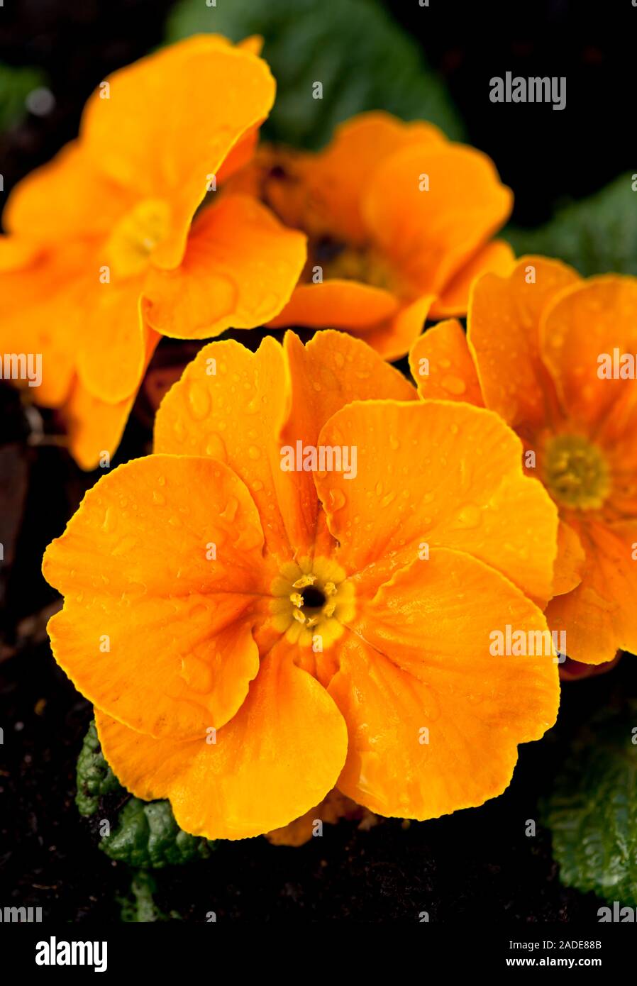 Purple primrose (Primula 'Bonelli' Bi-Colour Series) flowers Stock ...