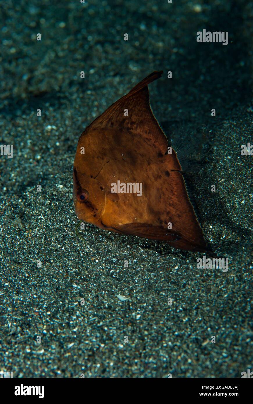 Circular Spadefish Platax orbicularis Juvenile Stock Photo - Alamy