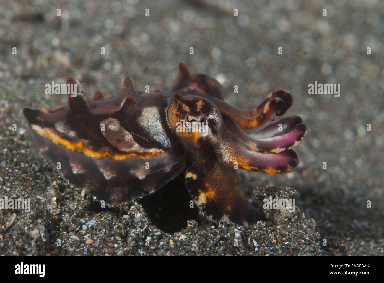 Flamboyant Cuttlefish Metasepia pfefferi Stock Photo - Alamy