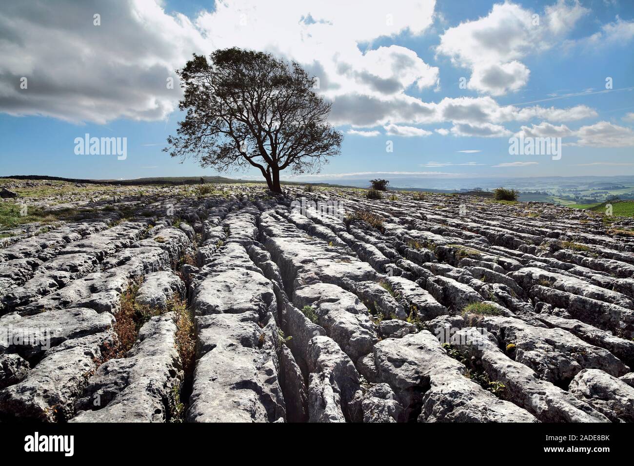 Limestone pavement and tree. Limestone is a sedimentary rock formed ...