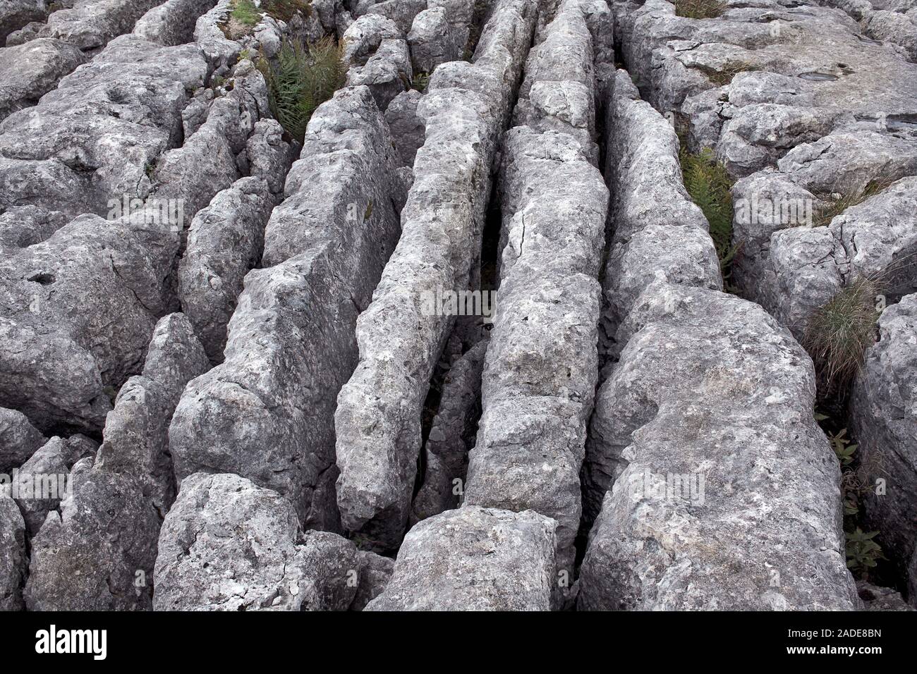 Limestone pavement. Limestone is a sedimentary rock formed from calcium ...