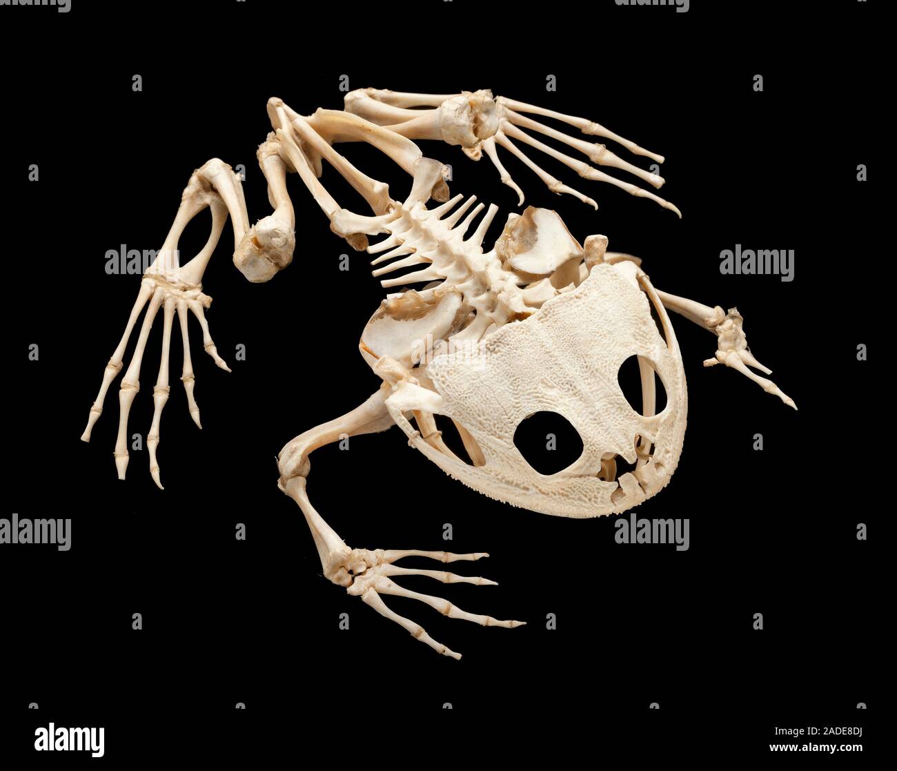 Articulated skeleton of a helmeted water toad, found in Chile. This ...