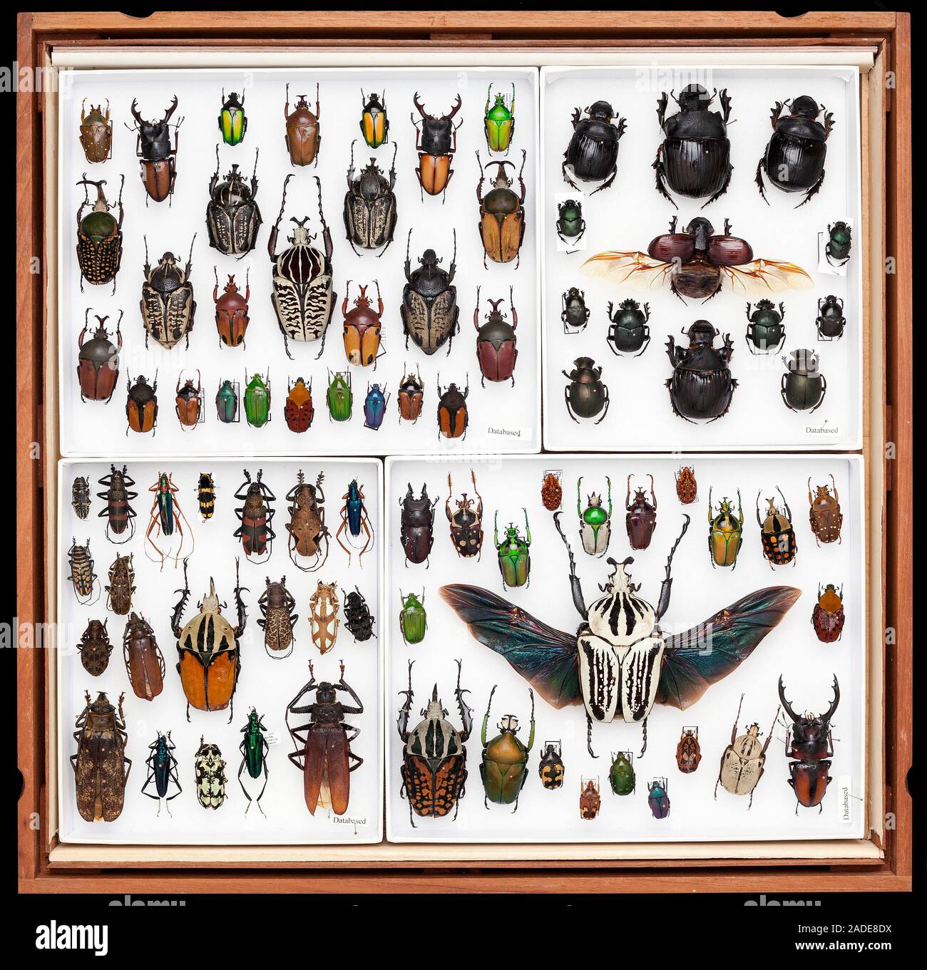 Trays of various beetle specimens Stock Photo - Alamy