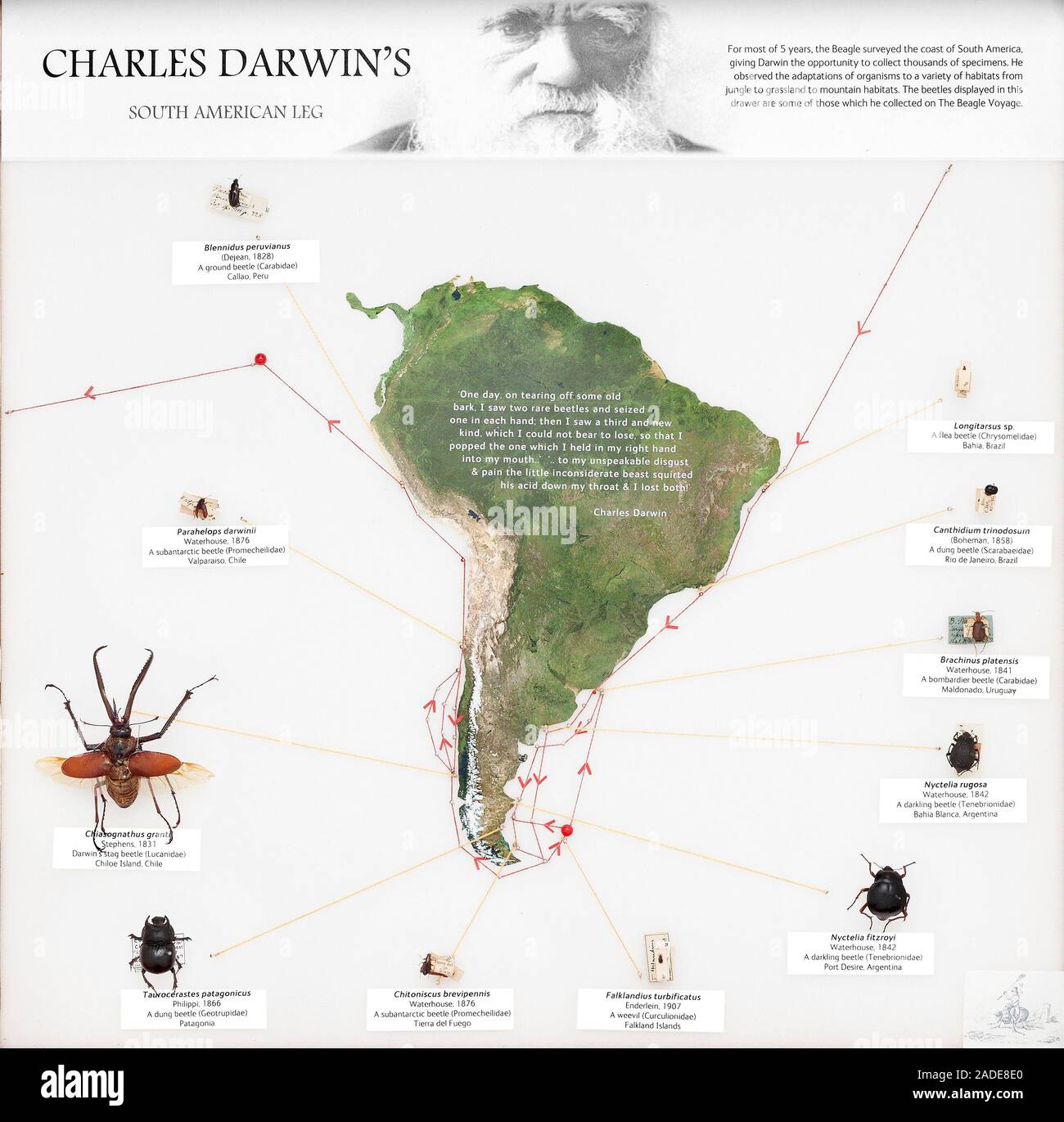 Trays of various beetles with a map of Charles Darwin's voyage on HMS ...