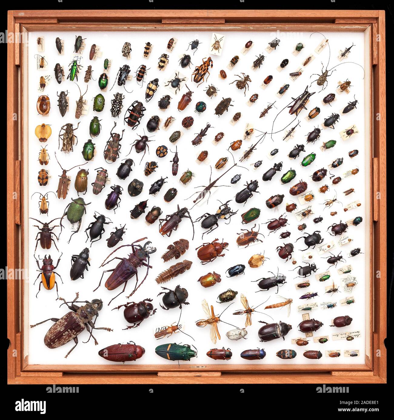 Trays of various beetle specimens Stock Photo - Alamy