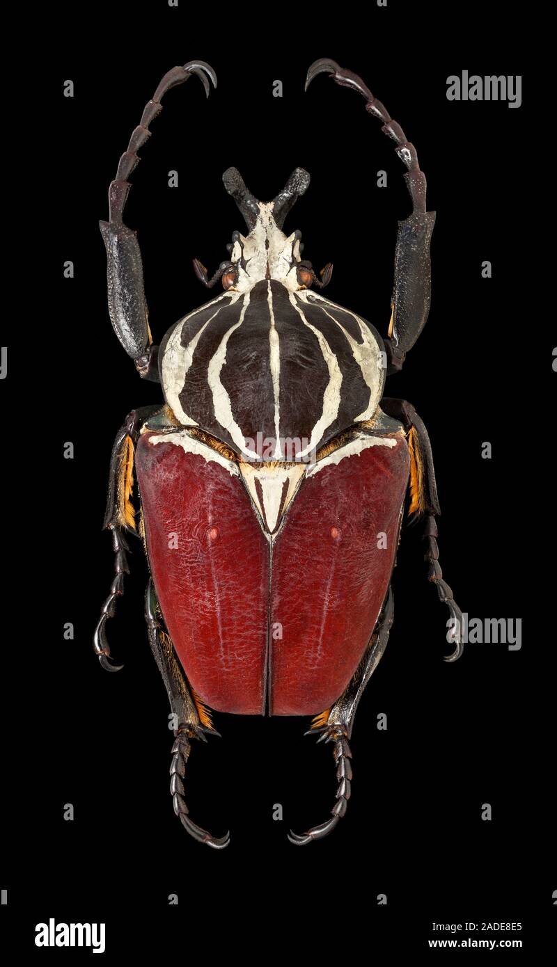 Goliath beetle (Goliathus goliatus). This is one of the largest species ...