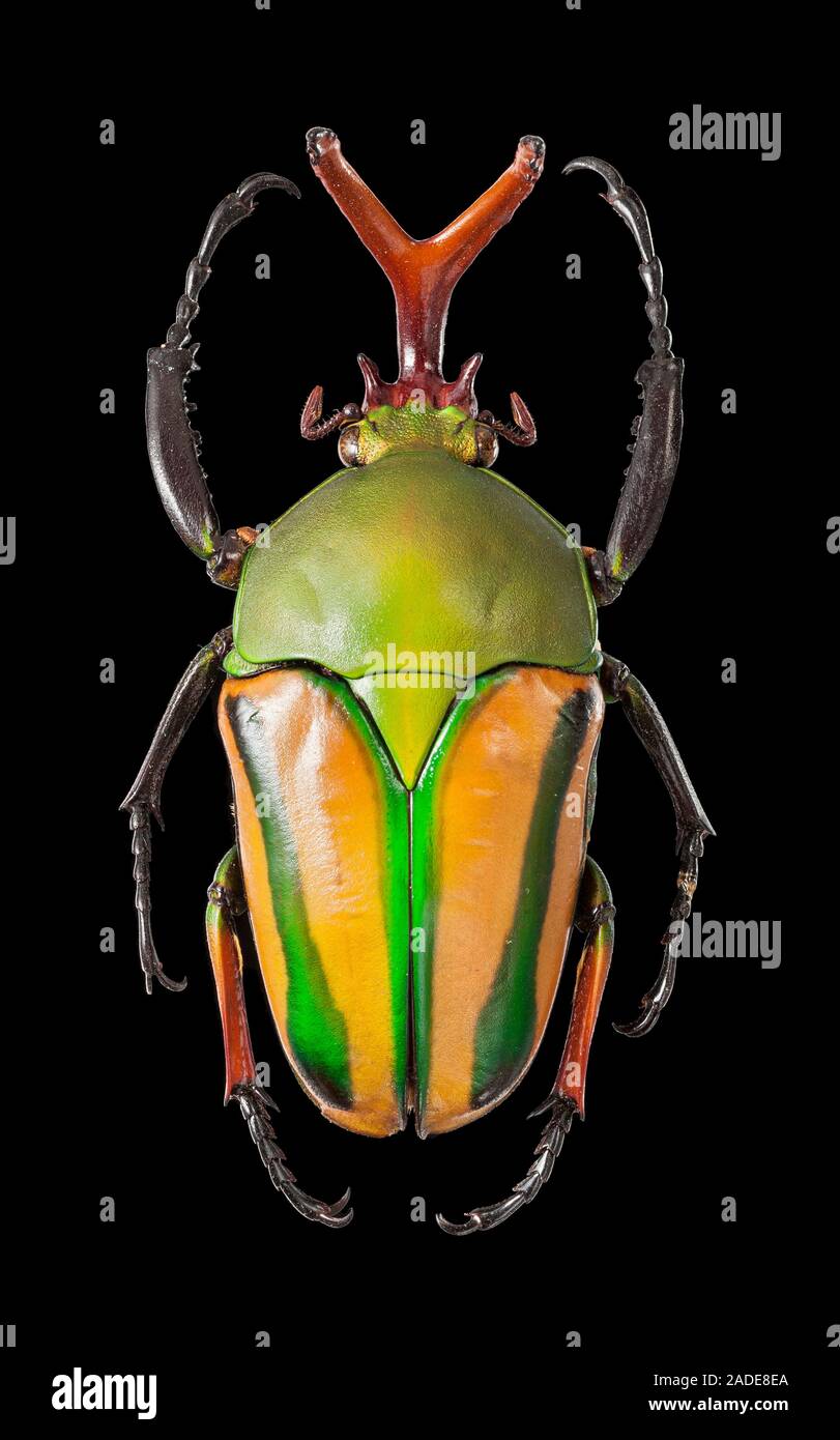 Eudicella gralli, sometimes called the flamboyant flower beetle or ...