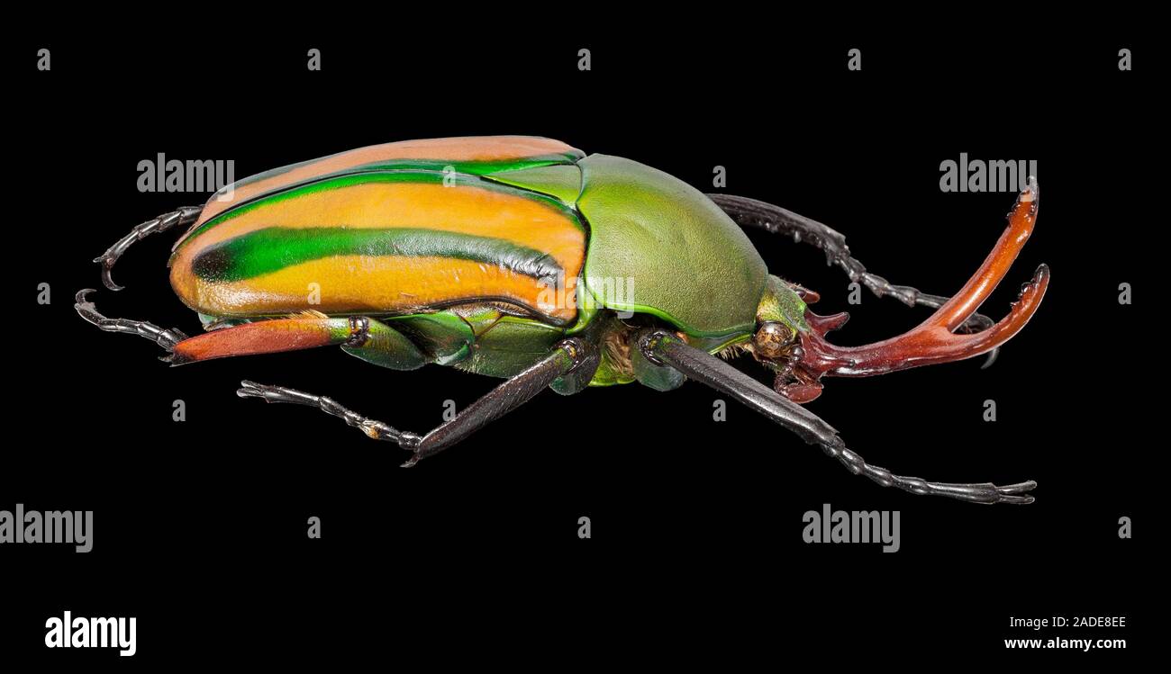 Eudicella gralli, sometimes called the flamboyant flower beetle or ...