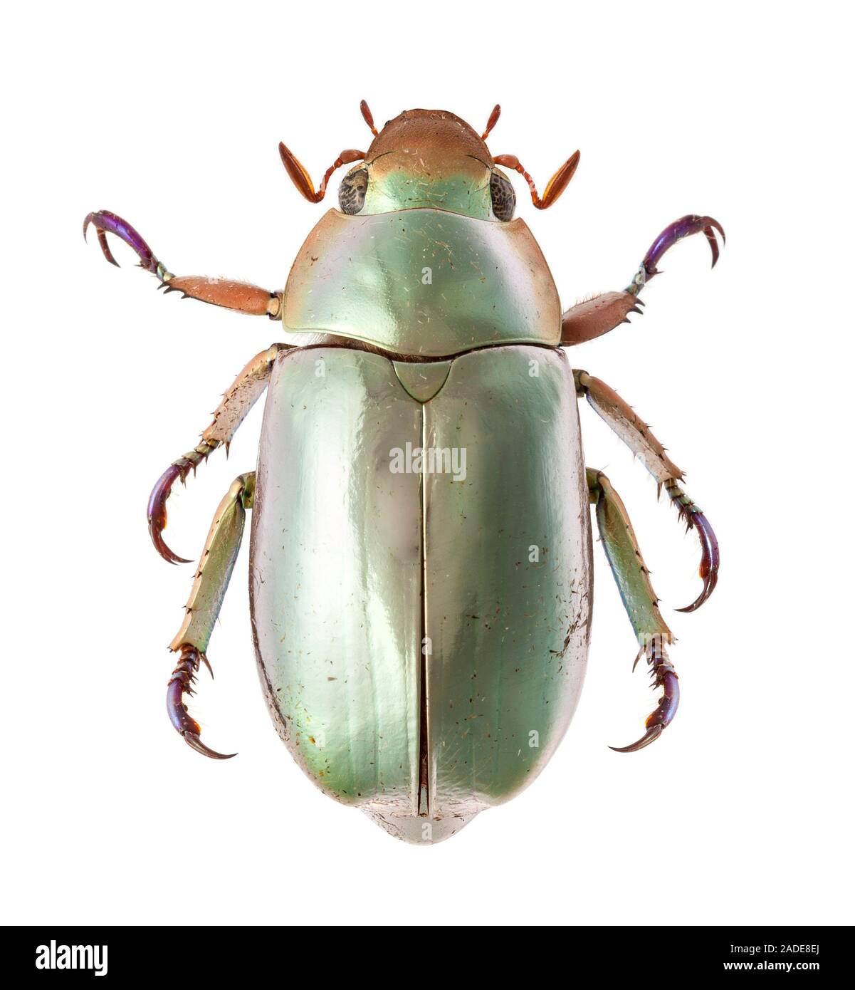 Silver scarab beetle (Chrysina chrysargyrea). A brightly coloured ...