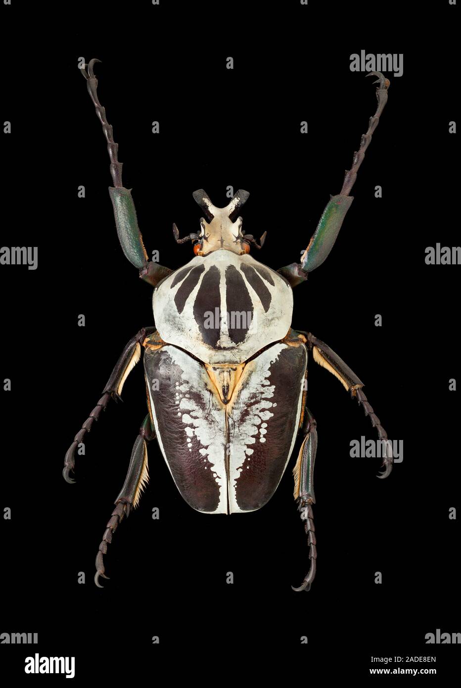 The Royal Goliath beetle (Goliathus regius) is one of the largest ...