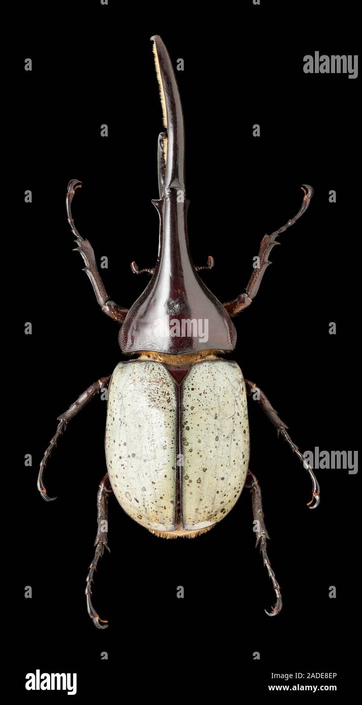 The Hercules beetle (Dynastes hercules) is the largest of the ...