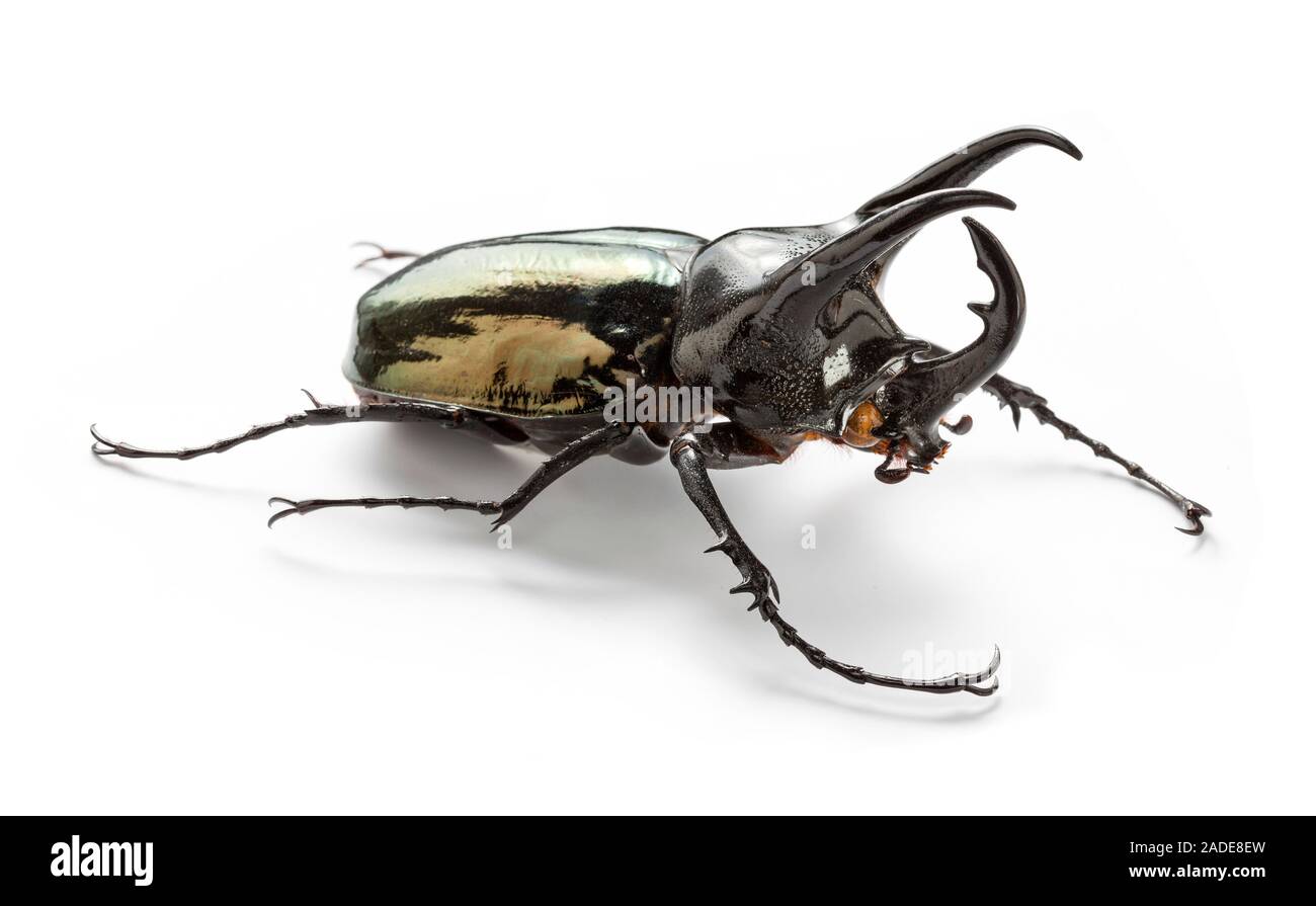 Giant atlas beetle (Chalcosoma chiron). A very large and heavy beetle ...