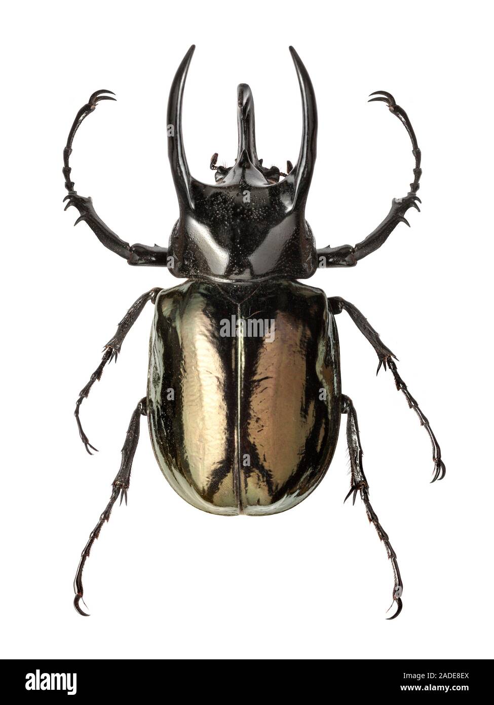Giant atlas beetle (Chalcosoma chiron). A very large and heavy beetle ...