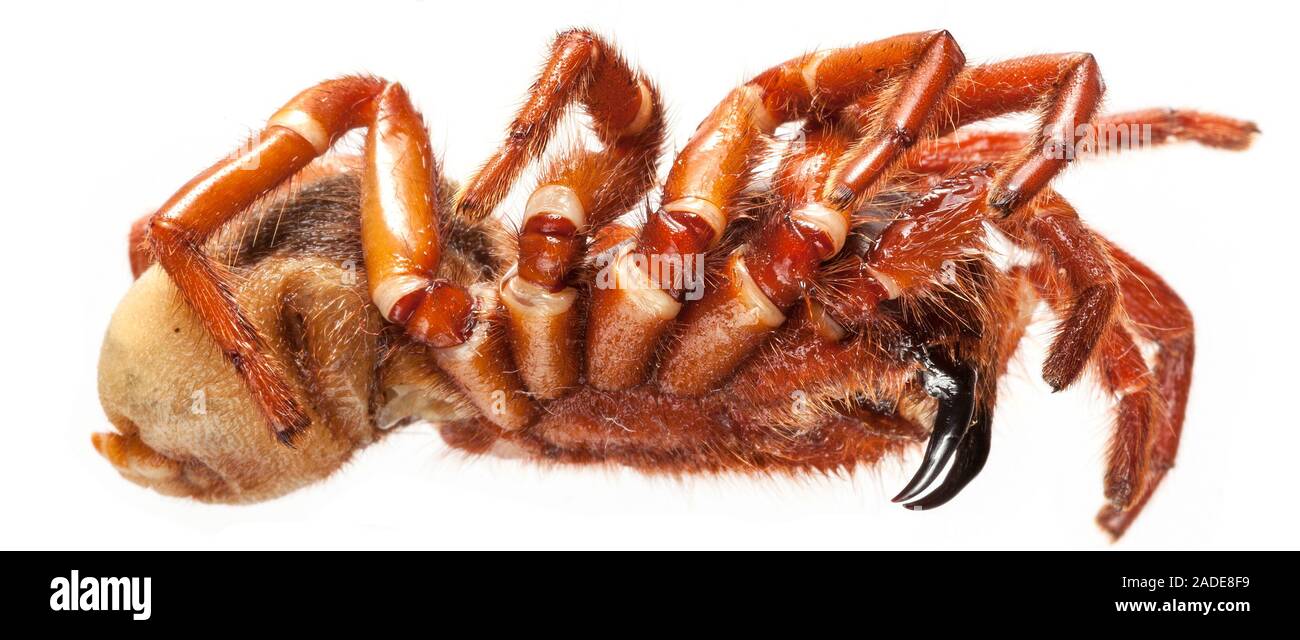 Sydney funnel-web spider (Atrax robustus). These spiders are usually ...