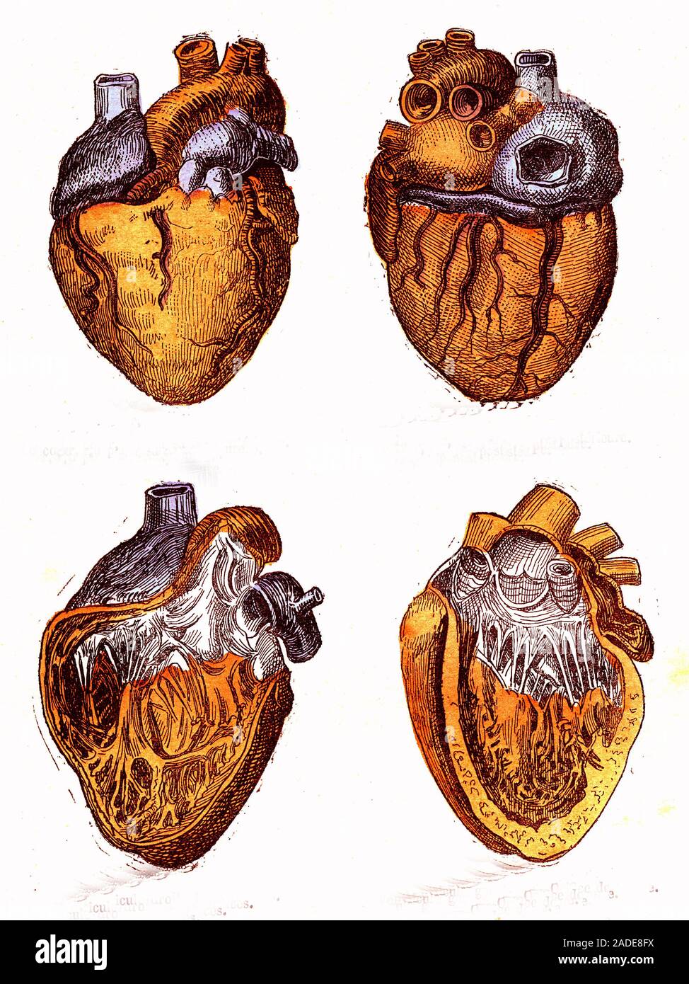 Heart anatomy, 19th-century illustration. Across top are views of the ...