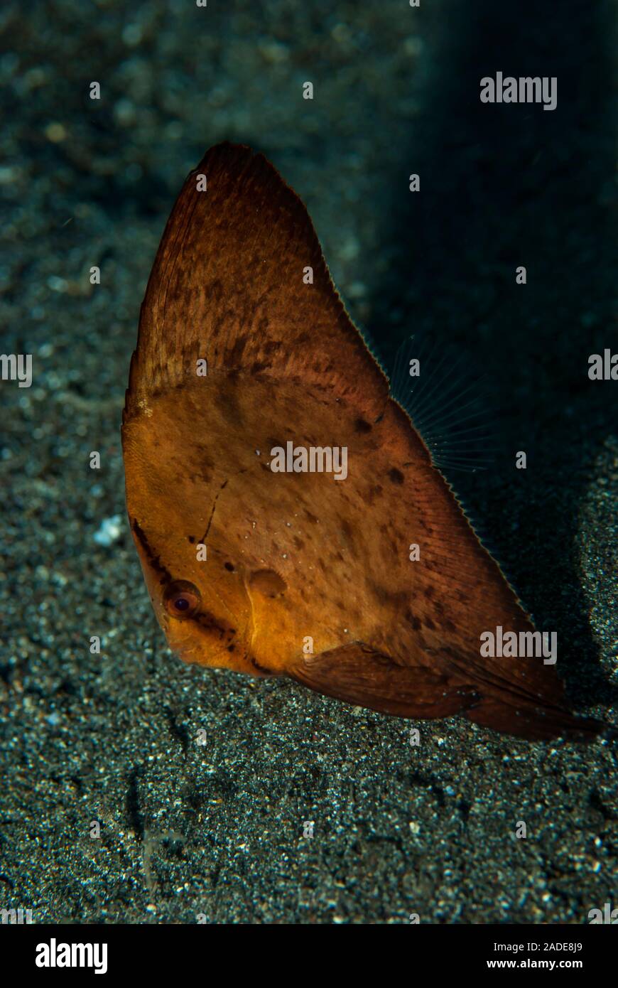 Circular Spadefish Platax orbicularis Juvenile Stock Photo - Alamy