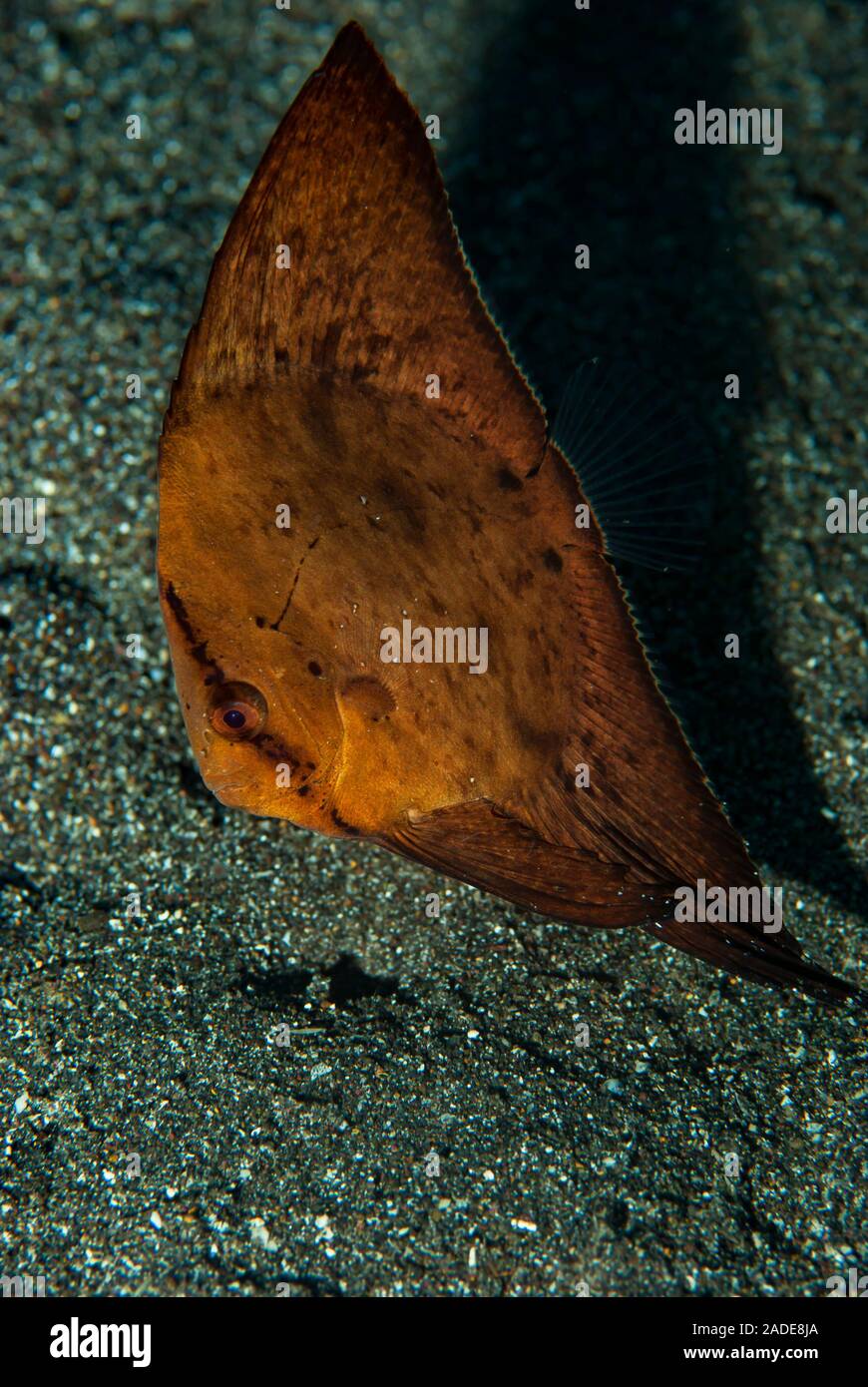 Circular Spadefish Platax orbicularis Juvenile Stock Photo - Alamy