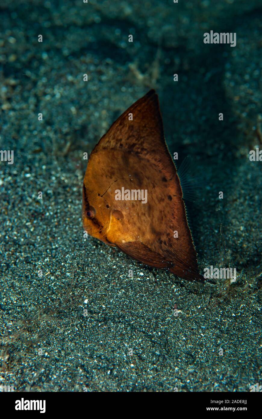 Juvenile spadefish hi-res stock photography and images - Alamy