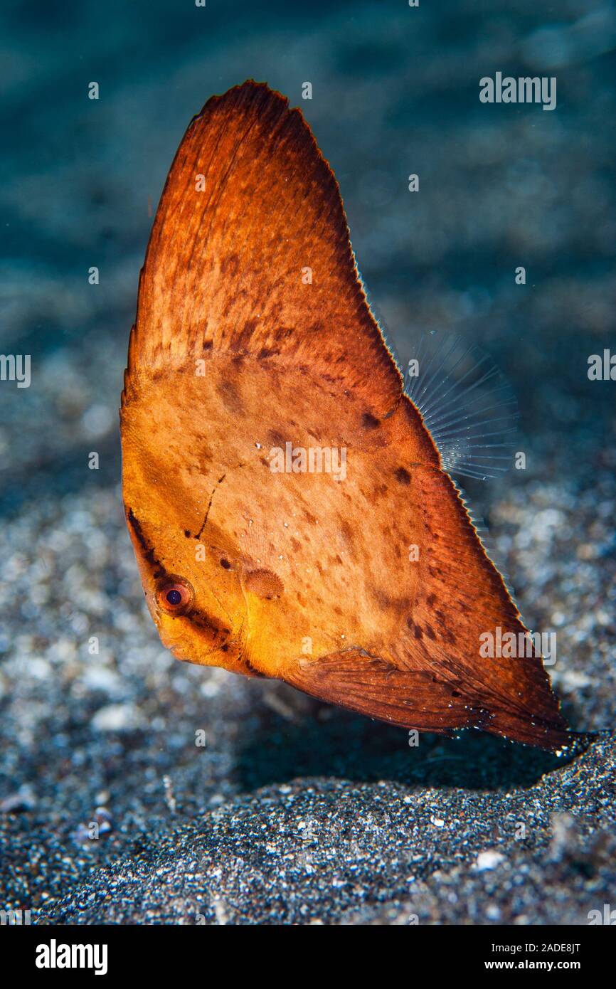 Circular Spadefish Platax orbicularis Juvenile Stock Photo - Alamy