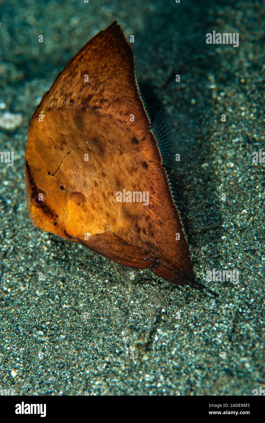 Circular spadefish platax orbicularis hi-res stock photography and ...