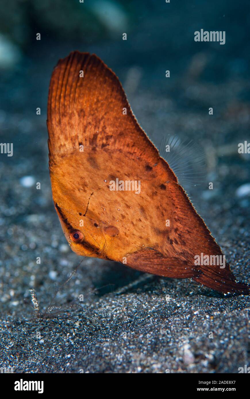 Circular Spadefish Platax orbicularis Juvenile Stock Photo - Alamy