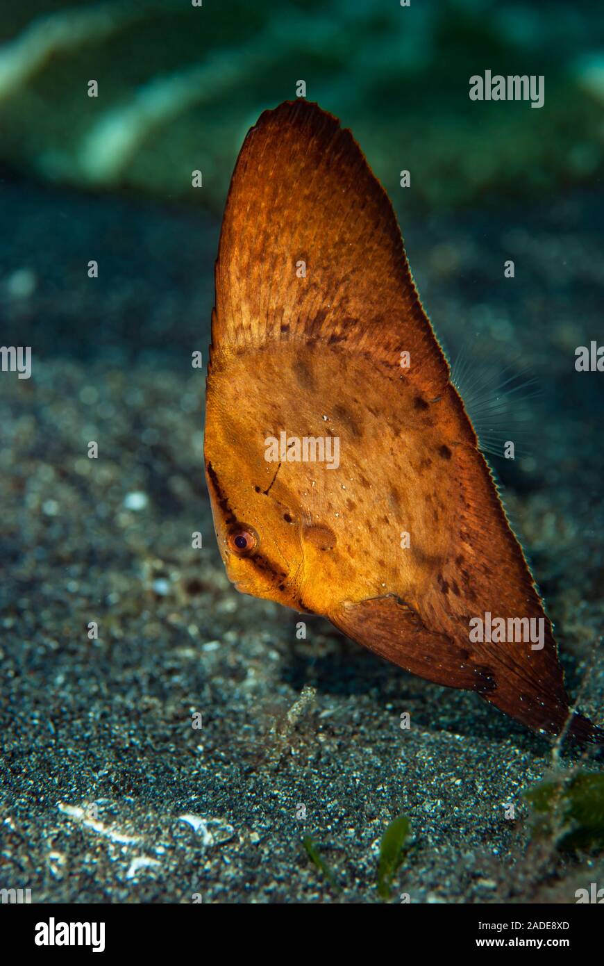 Circular Spadefish Platax orbicularis Juvenile Stock Photo - Alamy