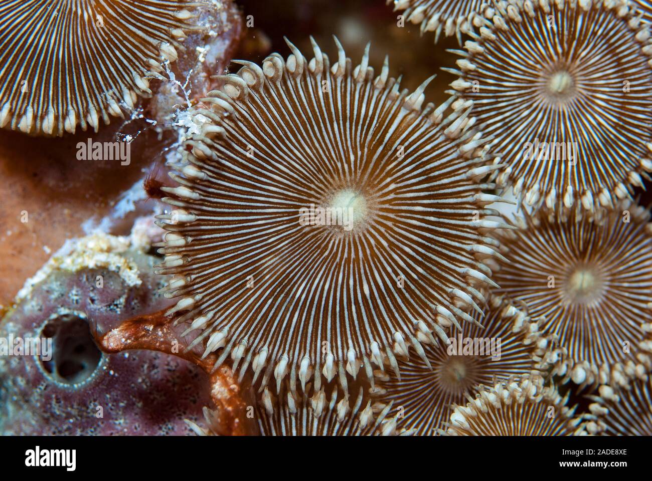 Coral Polyps, open Stock Photo - Alamy