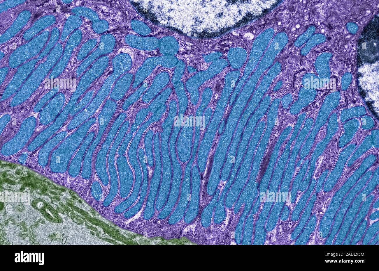 Mitochondria. Coloured transmission electron micrograph (TEM) of ...