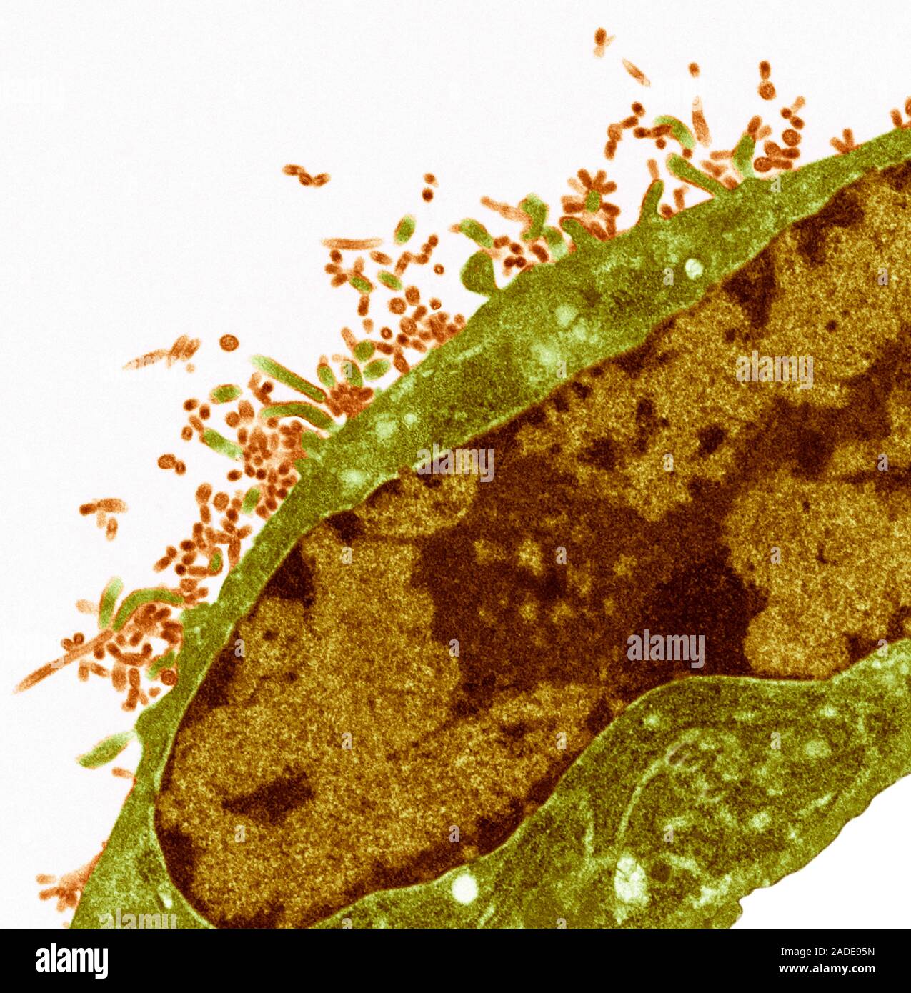 Human cells infected with influenza virus, coloured transmission ...