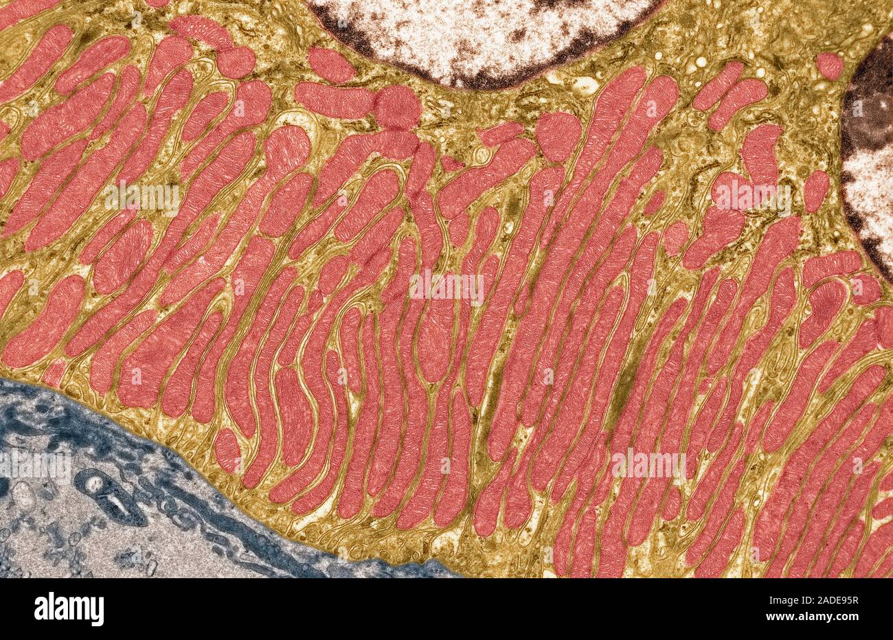 Mitochondria. Coloured transmission electron micrograph (TEM) of ...