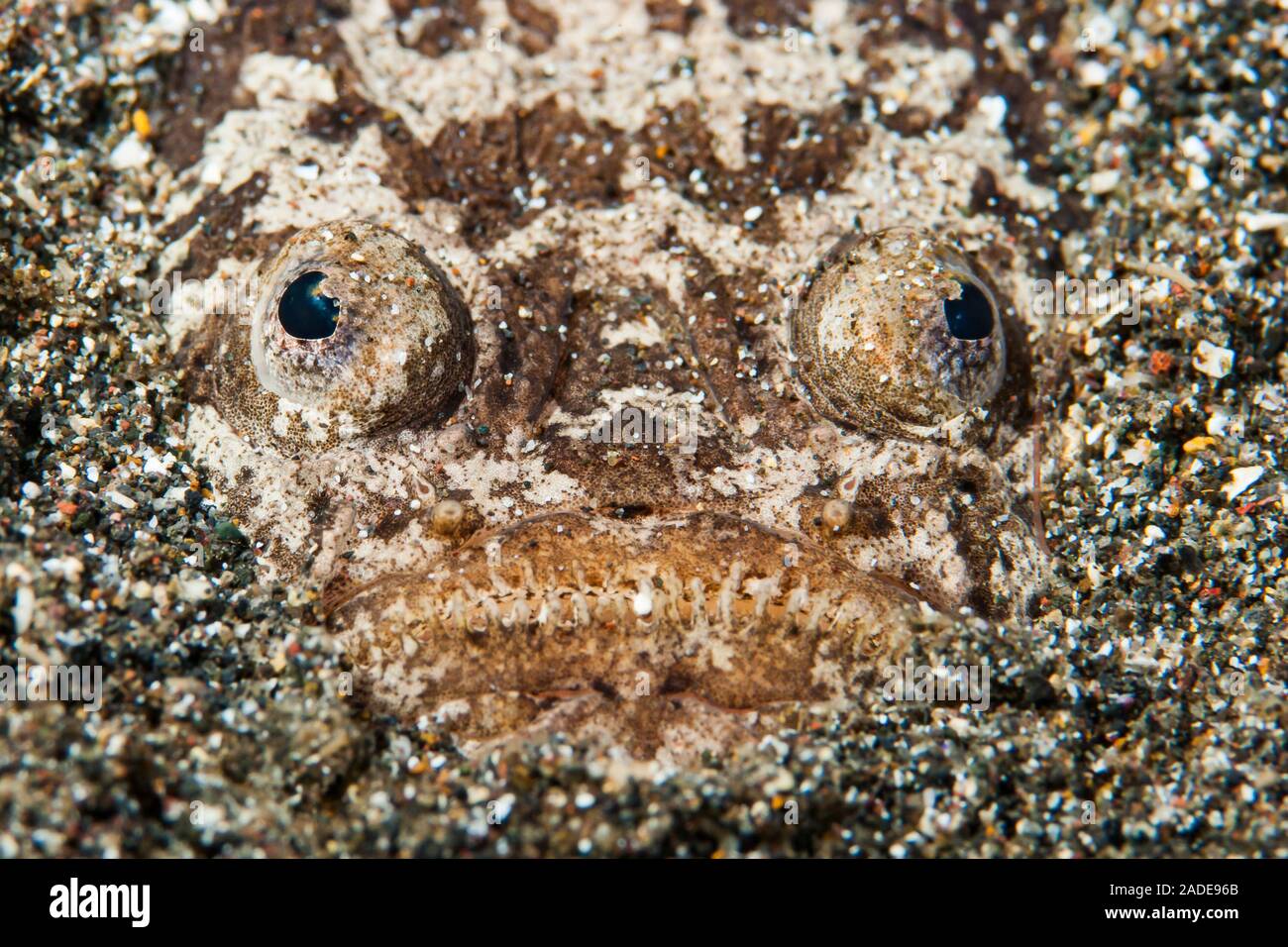 Reticulate Stargazer Uranoscopus sp Stock Photo - Alamy