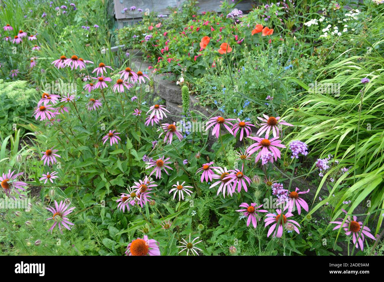 Various wildflowers of different colours in a Maine garden Stock Photo ...