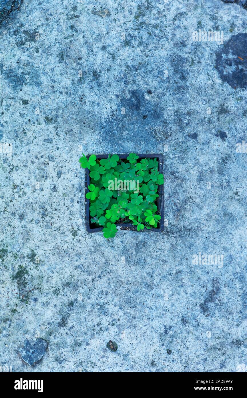 Plant pot from above Stock Photo - Alamy