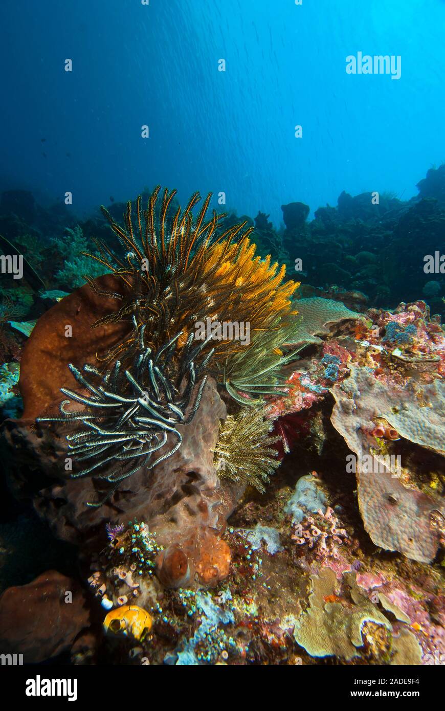 Tropical Coral Reef Underwater Landscape Stock Photo - Alamy