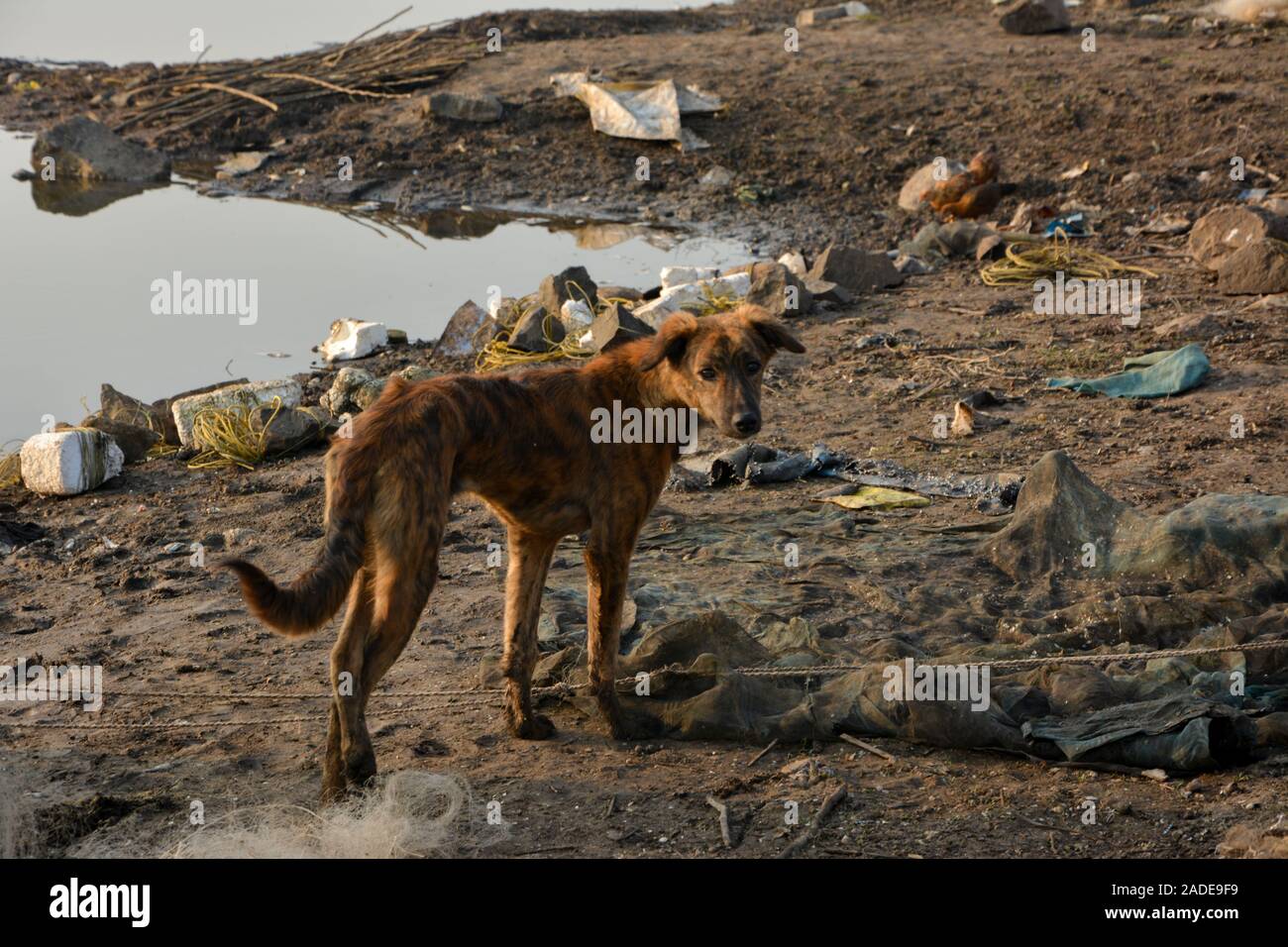 Street Dog in garbage of polluted city Stock Photo - Alamy