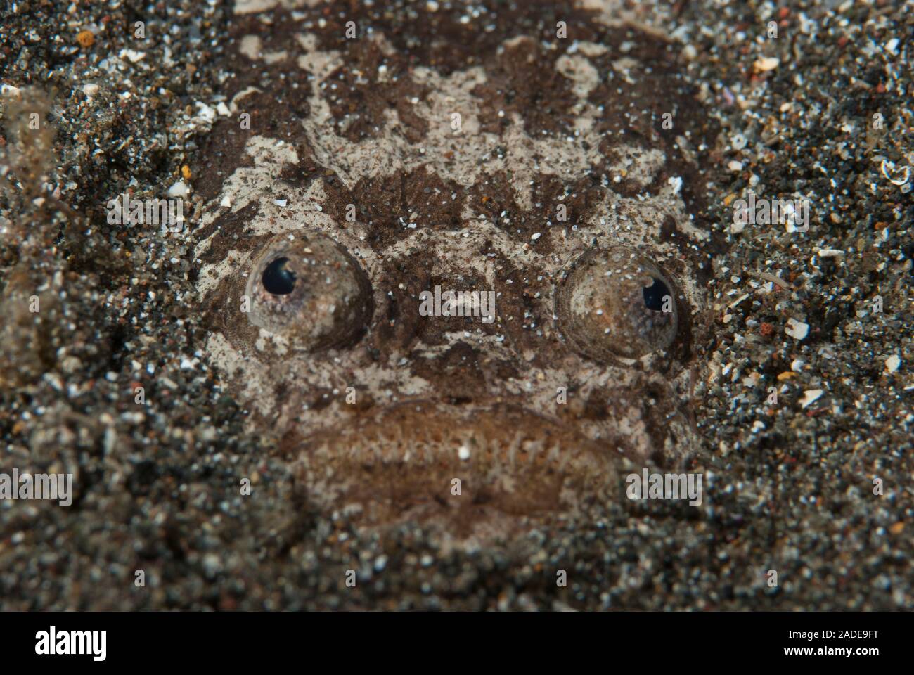 Reticulate stargazer uranoscopus sp hi-res stock photography and images ...