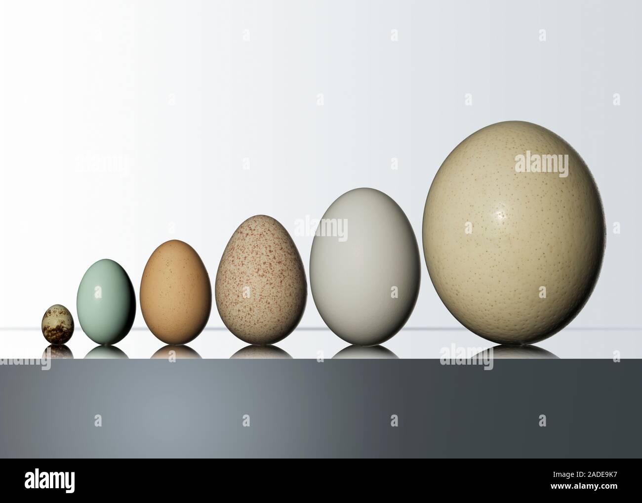 Different sized eggs. From right to left they are: ostrich, goose ...