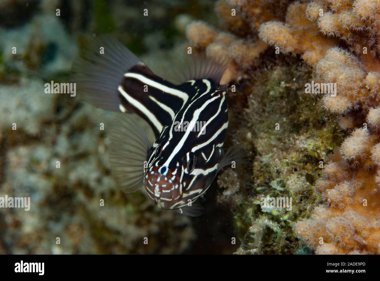 Grammistes hi-res stock photography and images - Alamy