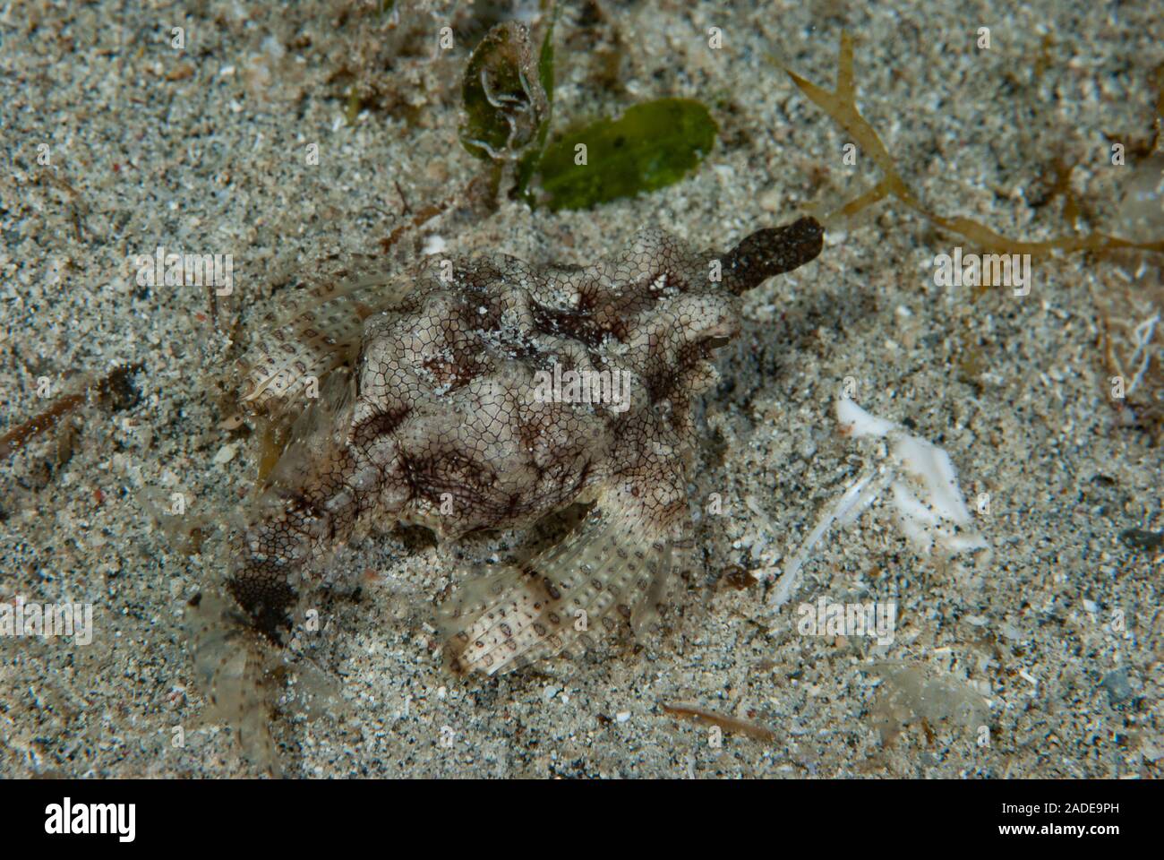Dragon sea moth hi-res stock photography and images - Alamy