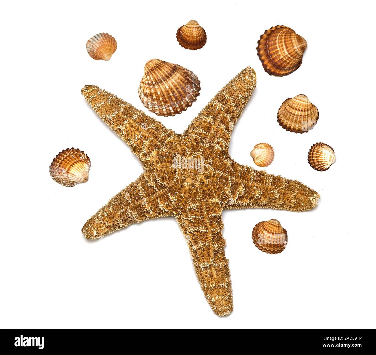 Starfish and seashells Stock Photo - Alamy