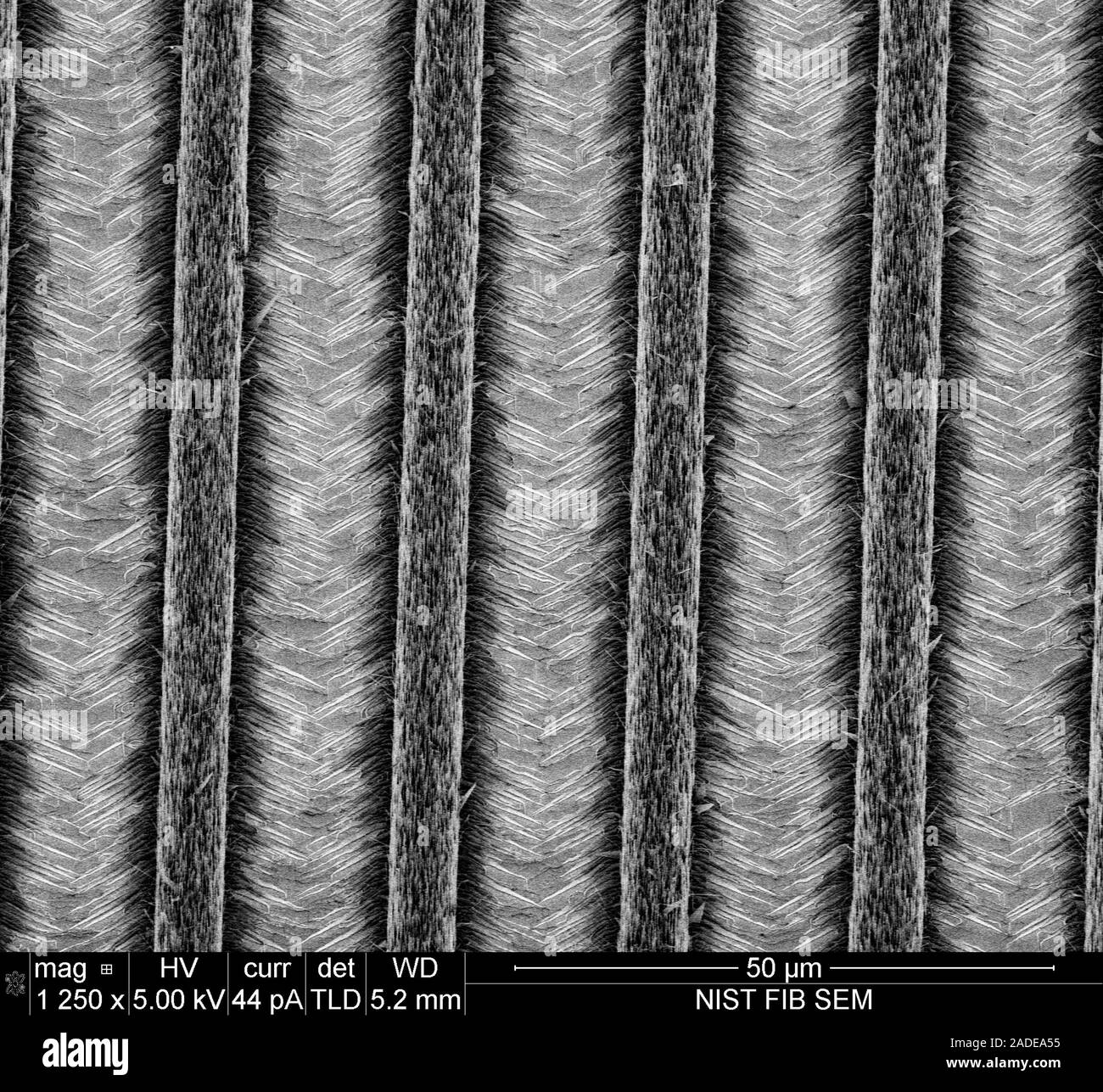 Nanowires, scanning electron micrograph (SEM). This image shows four ...