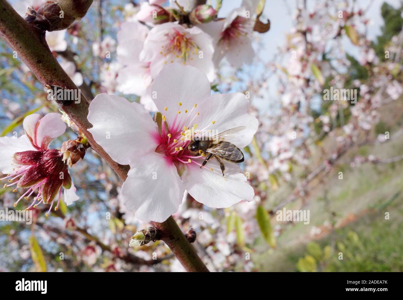 European honey bee (Apis mellifera) pollinating almond blossom (Prunus ...