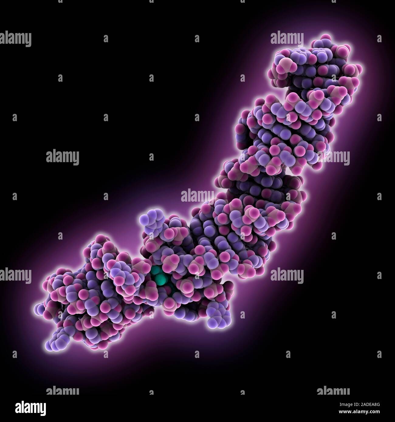 RNA (ribonucleic acid) aptamer complexed with fluorophore. Molecular ...