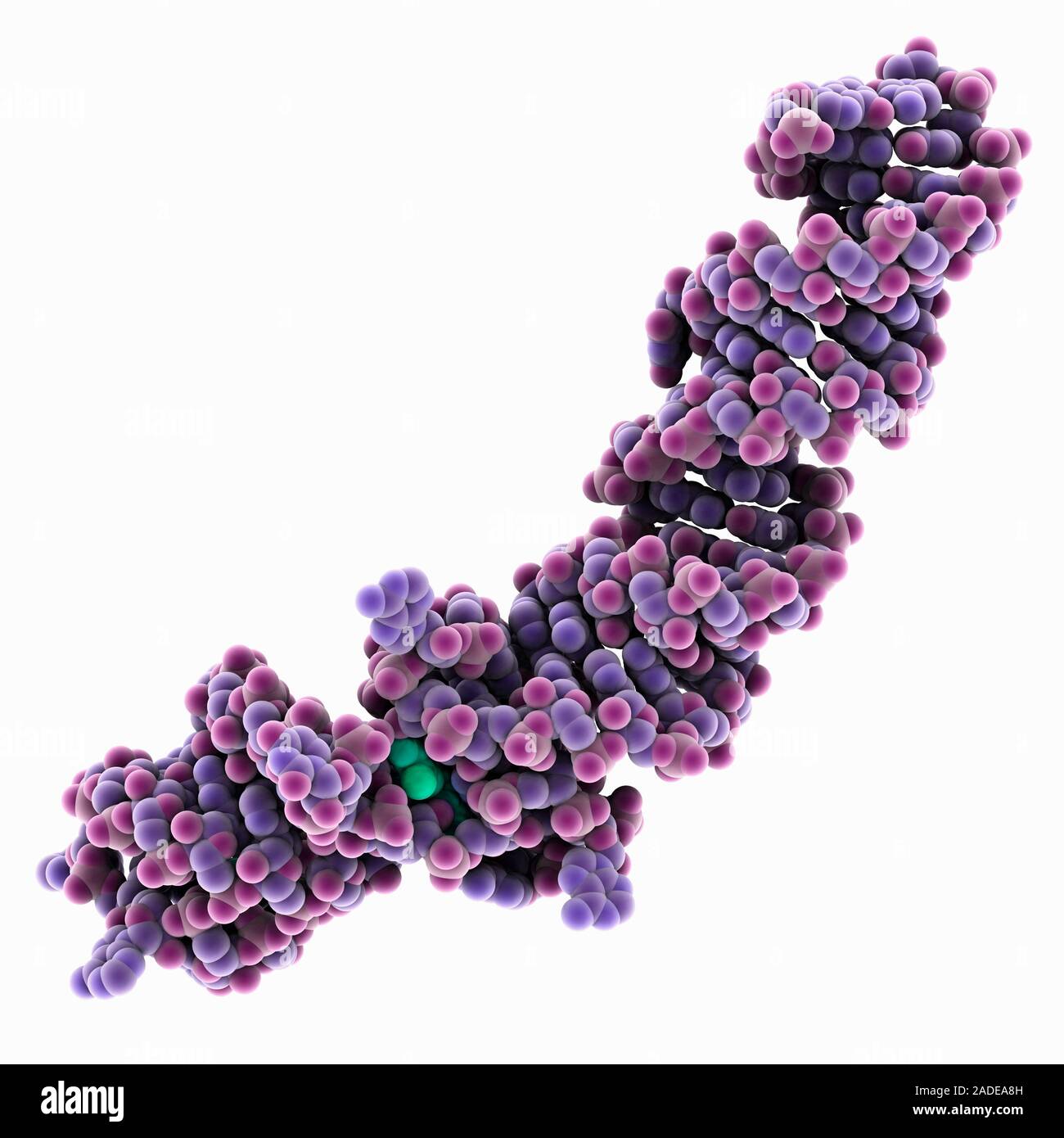 RNA (ribonucleic acid) aptamer complexed with fluorophore. Molecular ...