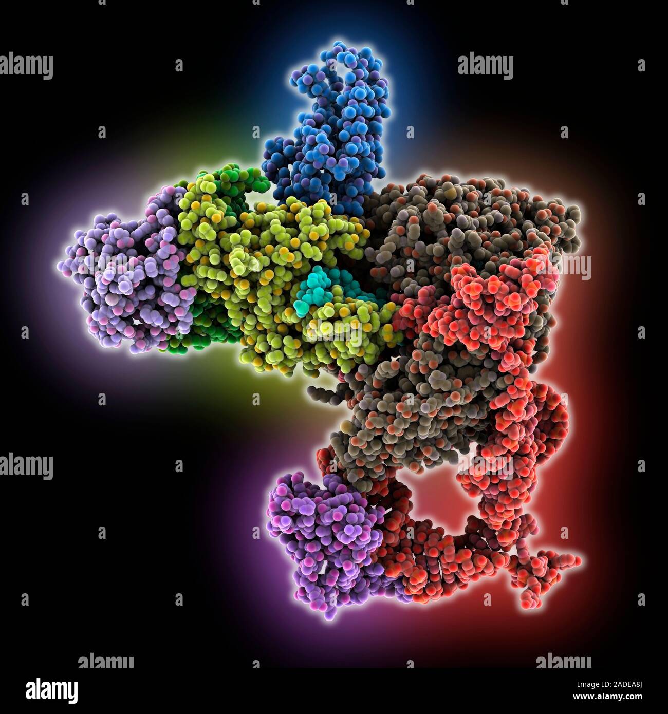 Telomerase with telomeric DNA (deoxyribonucleic acid). Molecular model ...