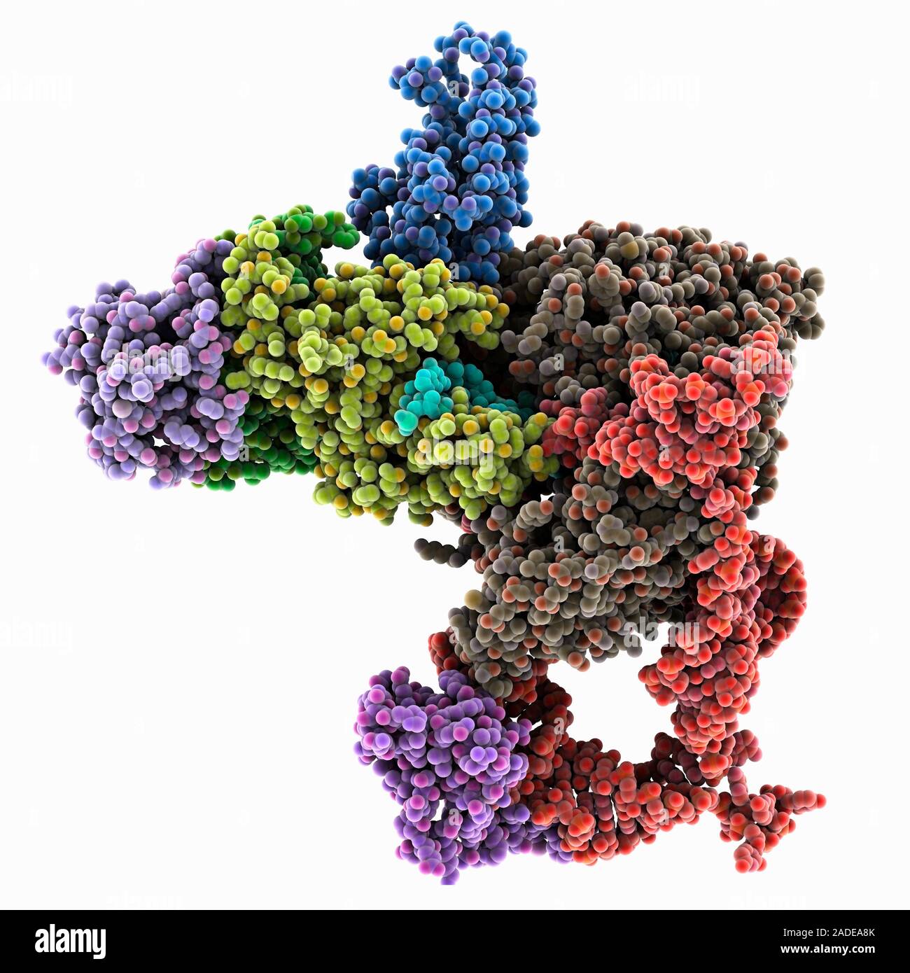 Telomerase with telomeric DNA (deoxyribonucleic acid). Molecular model ...