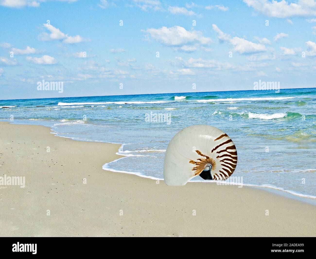 nautilus shell on sea beach Stock Photo - Alamy
